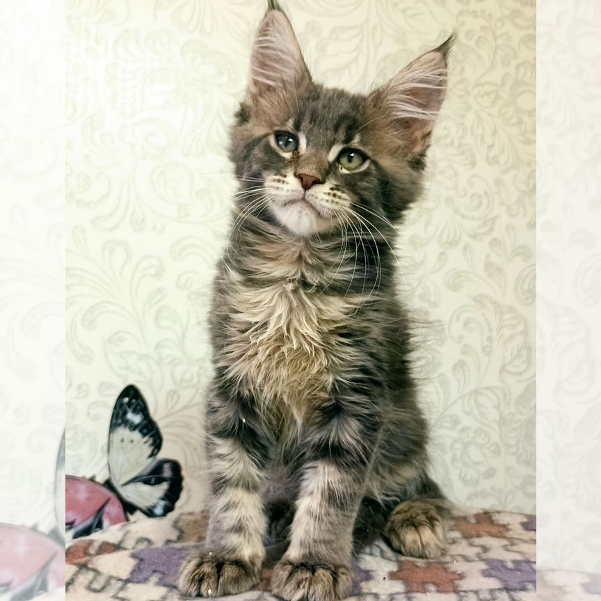 Мейн-кун котёнок