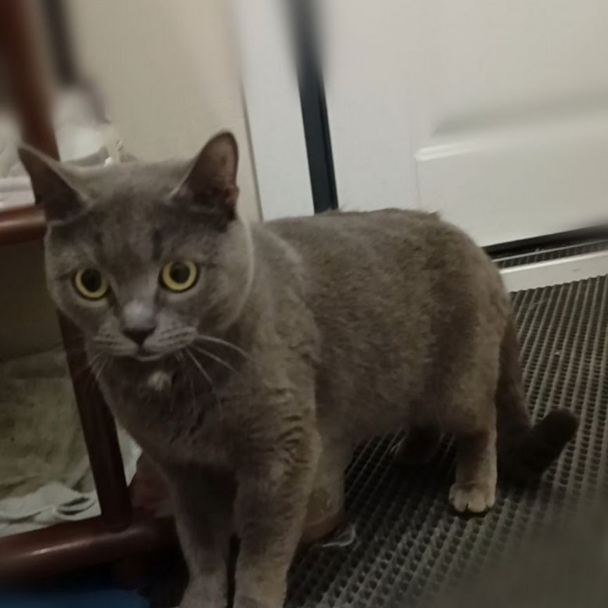 Шотландский вислоухий короткошёрстный котёнок