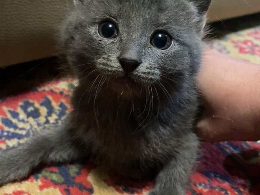 Котята от домашней кошки