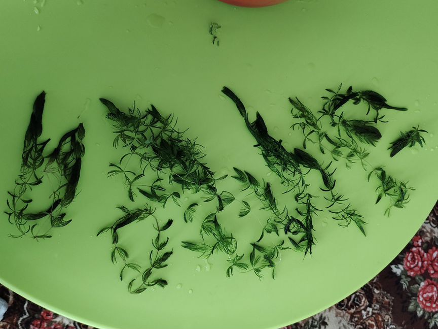 Отдам аквариумные растения