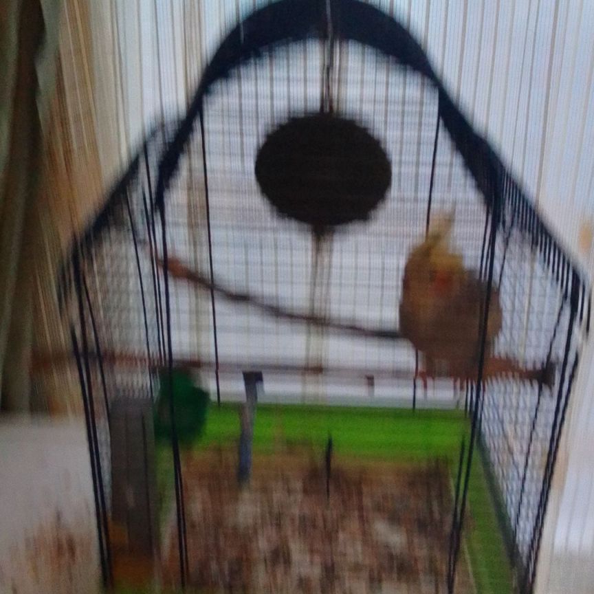 Продам кареллу