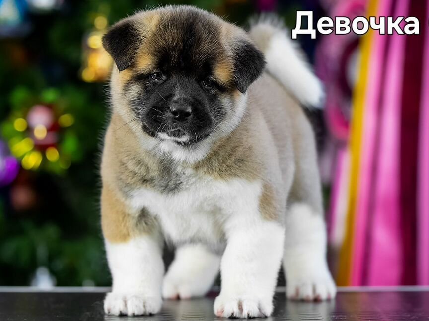 Щенки американской акиты