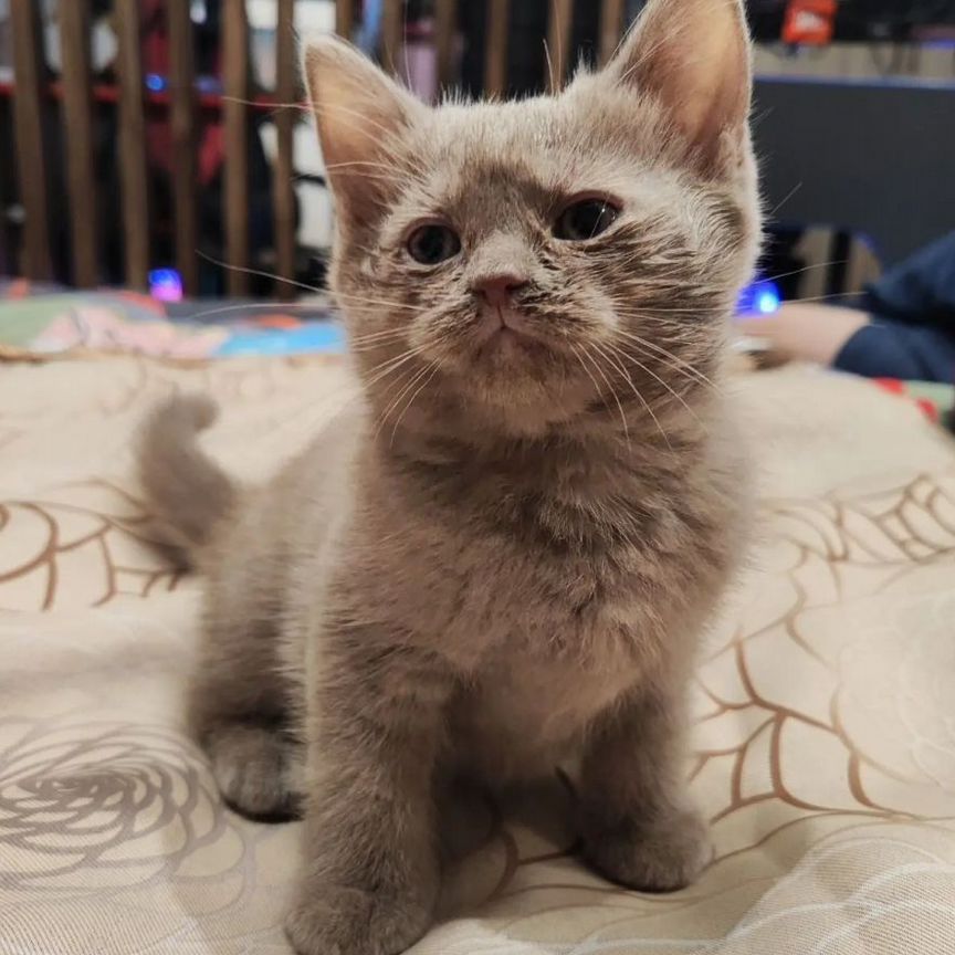 Британский короткошёрстный котёнок