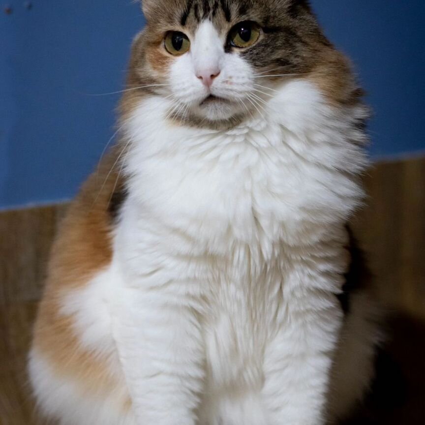 Кошечка Мира