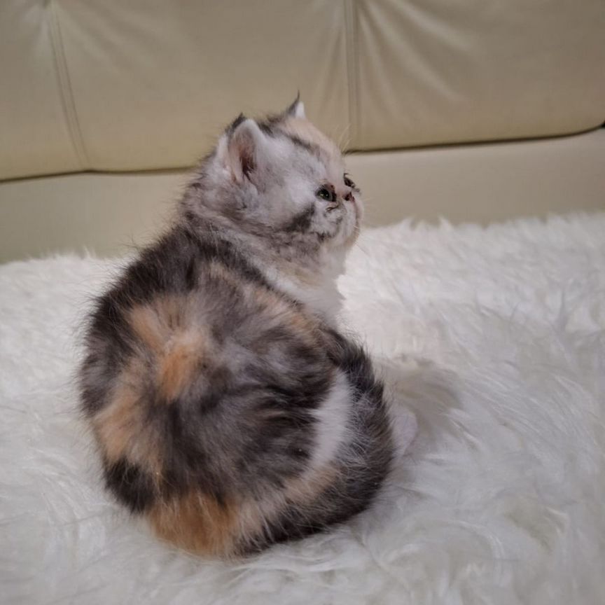 Котёнок экзот