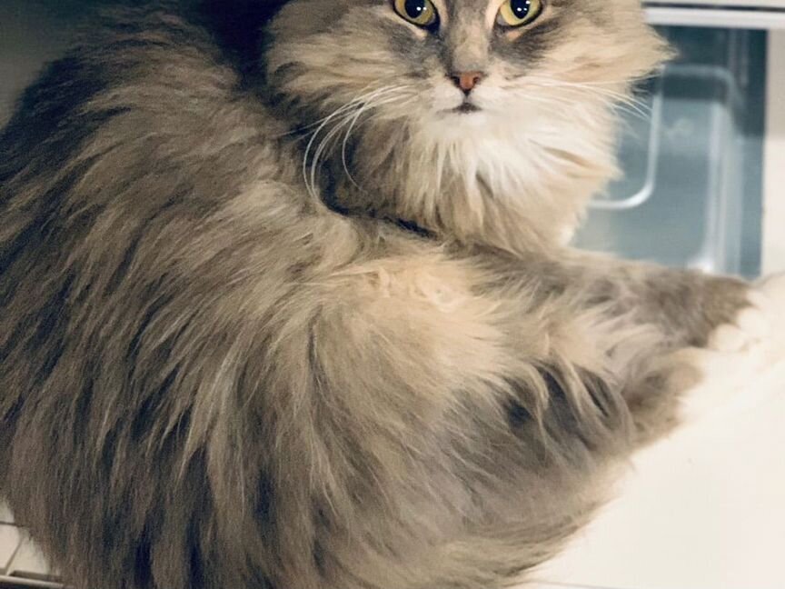 Стерилизованная кошка