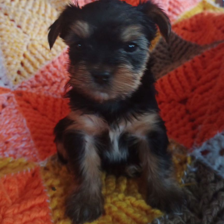 Йоркширский терьер, щенок