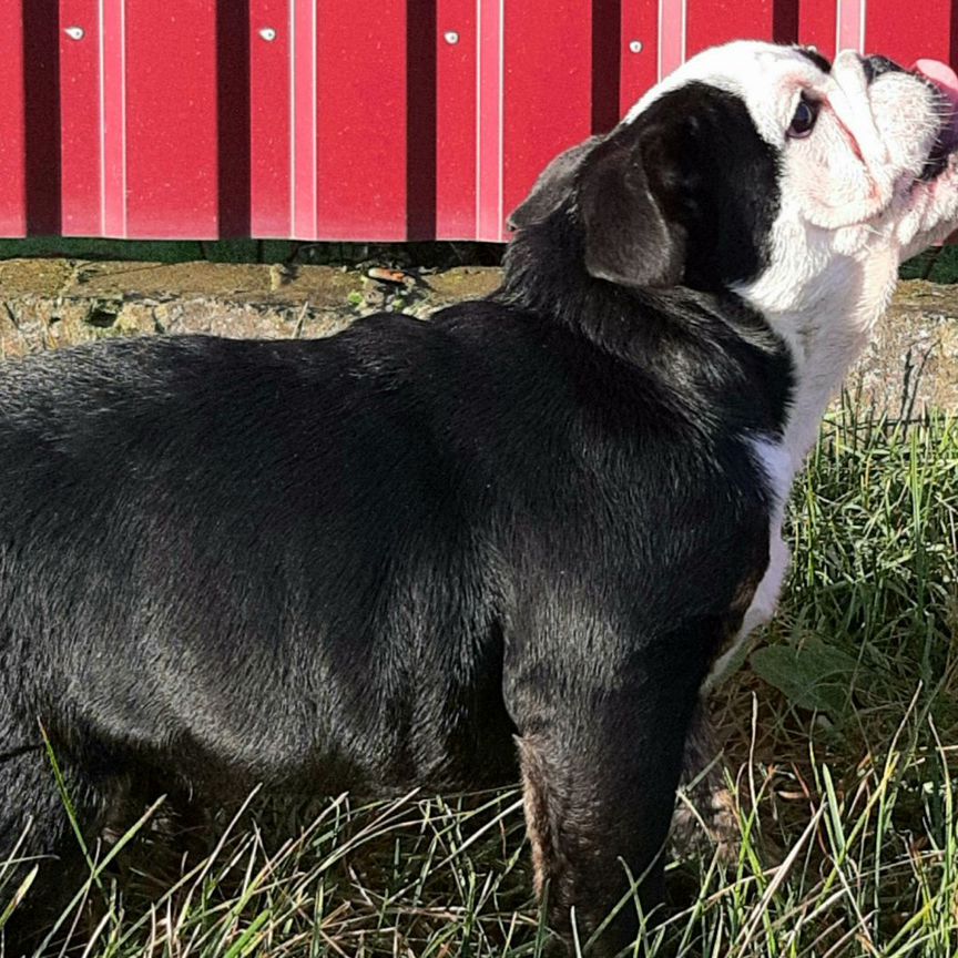 Английский бульдог, щенок