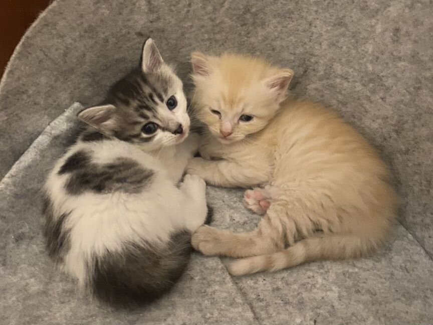 Котята в добрые руки