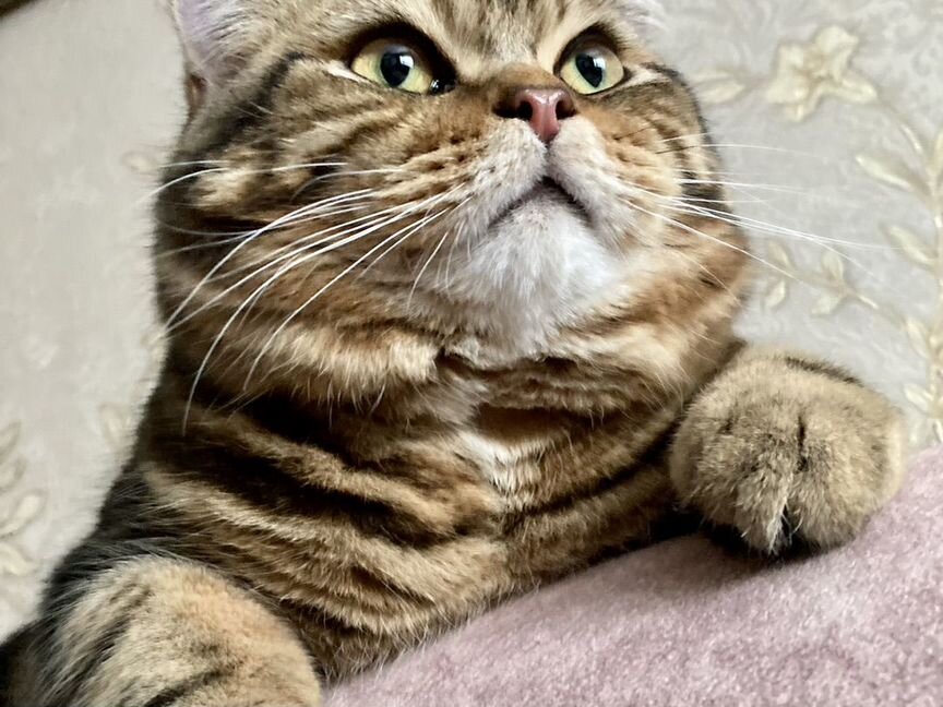 Кот для вязки, шотландский, прямоухий