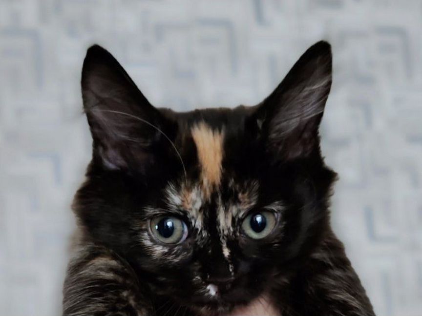 Котёнок девочка. В надёжные руки