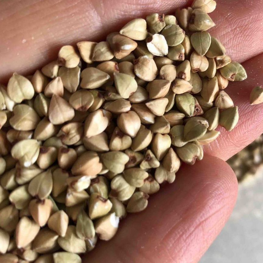 Зеленая гречка для проращивания