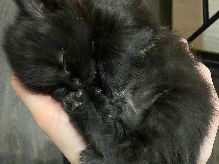 Котята отдам бесплатно