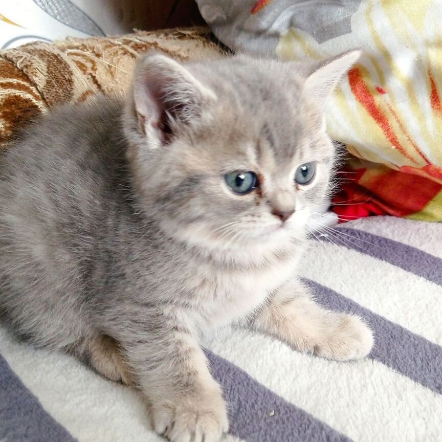 Шотландская