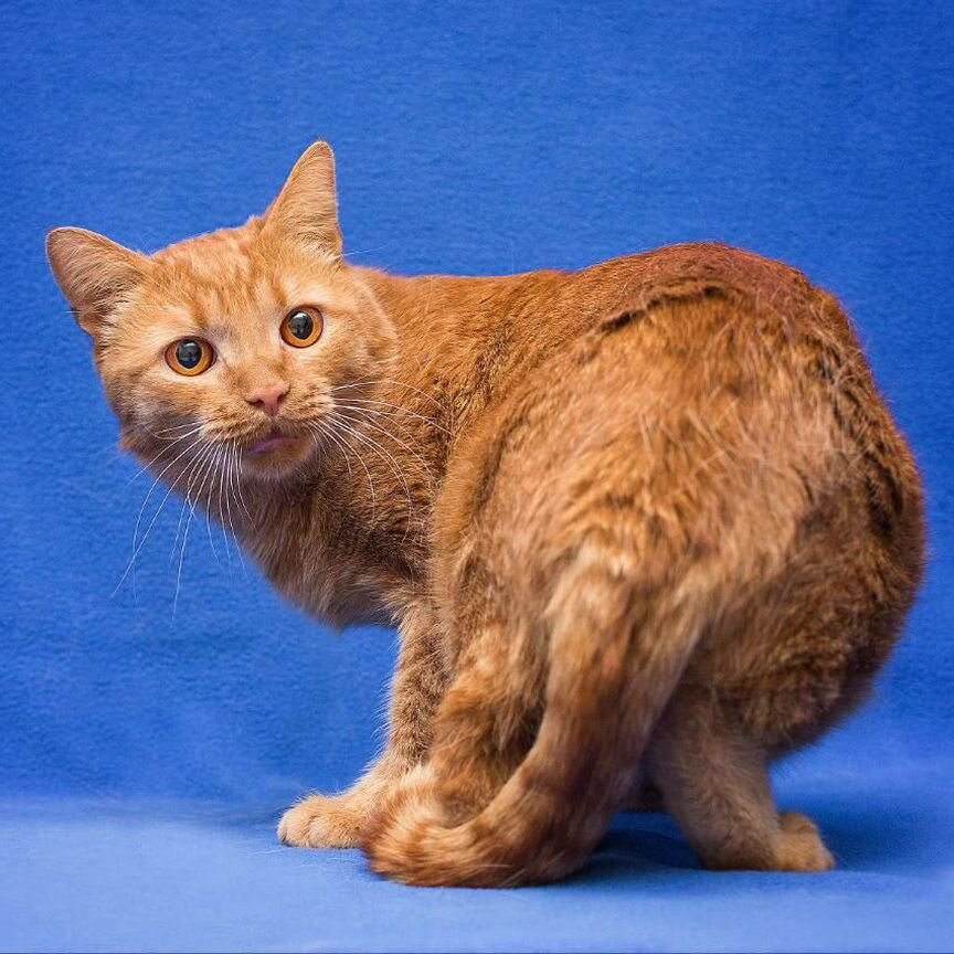 Шикарный ярко рыжий кот
