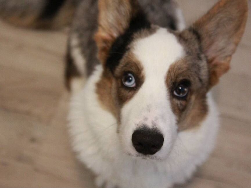 Собака корги кардиган в хорошие руки