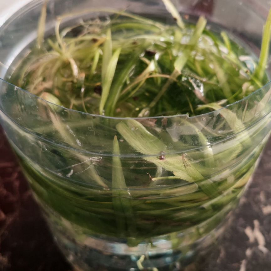 Аквариумное растение и улитки