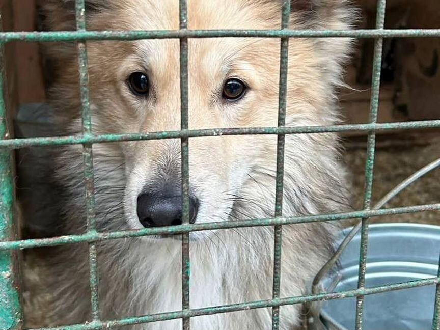 Собака из приюта ищет дом