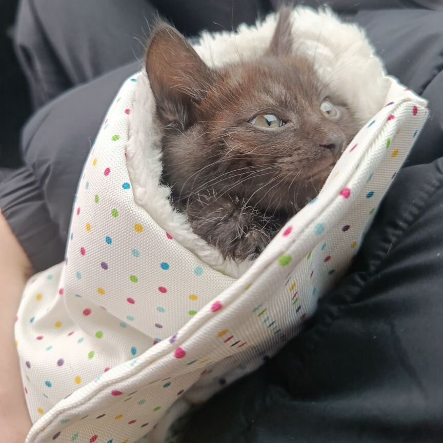 Котёнок в добрые руки