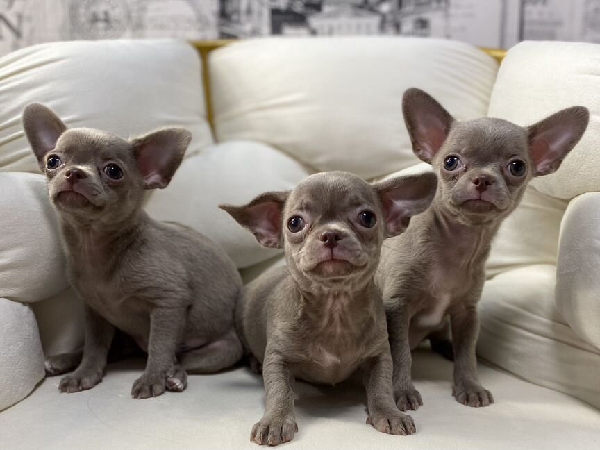 Лиловые детки чихуахуа