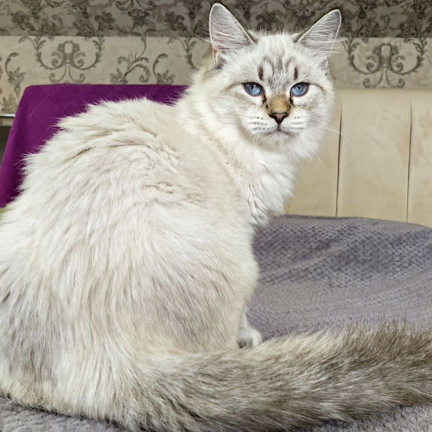 Молодой котик