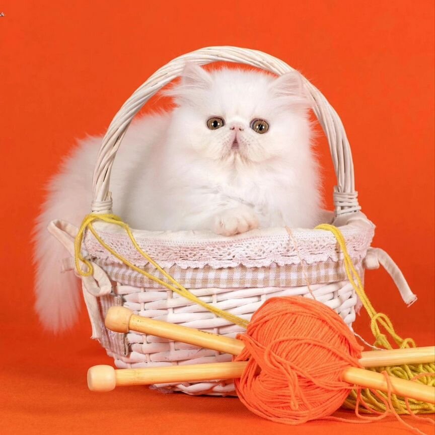 Персидские котята