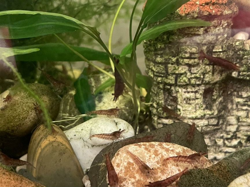 Аквариумные креветки