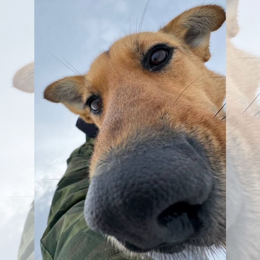 Мегапозитивная собака Рокси