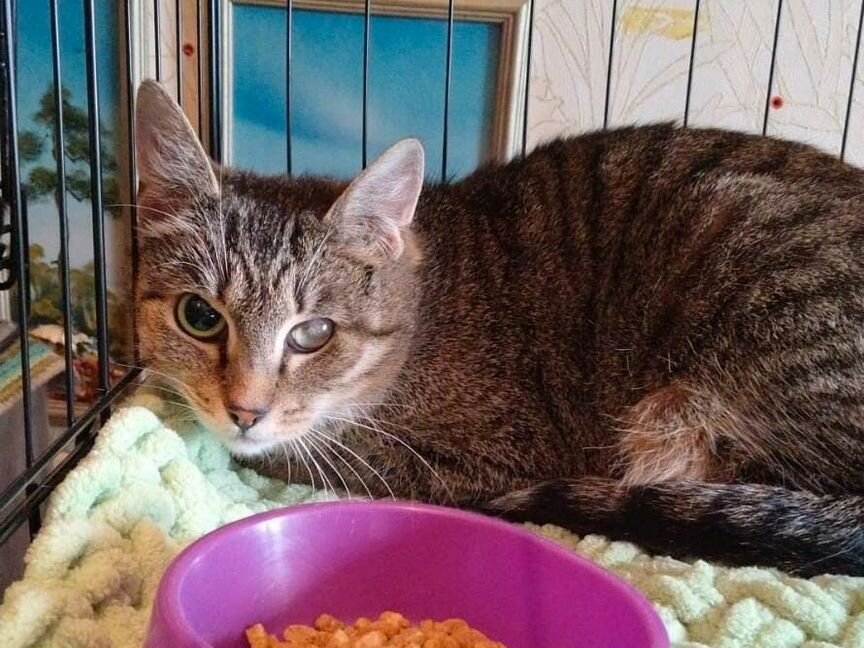 Домашнюю кошечку выбросили на улицу