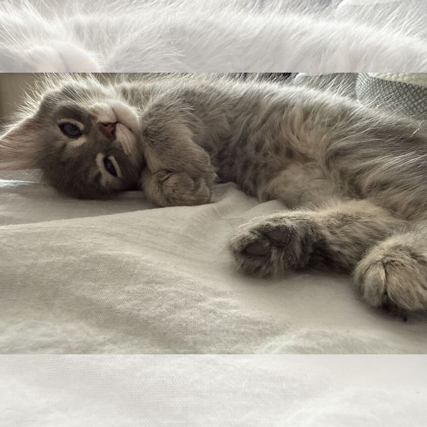 Котёнок в добрые руки