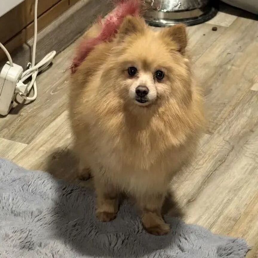 Померанский шпиц, взрослая собака