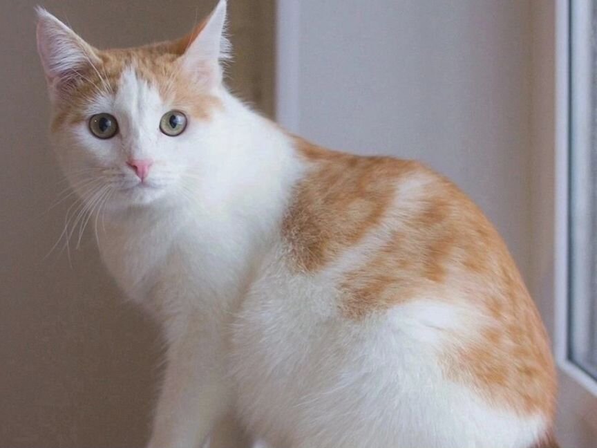 Котик Пряник 11 мес, кастрирован, лоток 5+