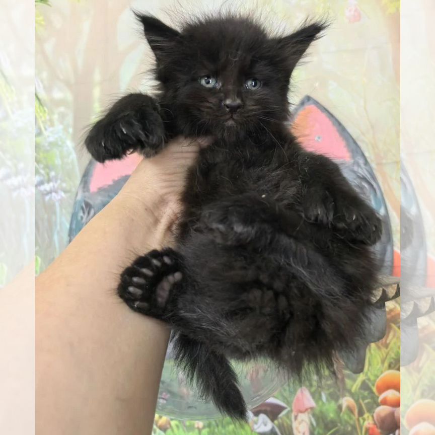 Мейн-кун котёнок