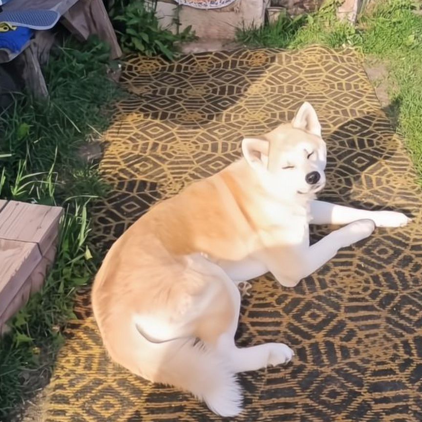 Акита-ину, взрослая собака