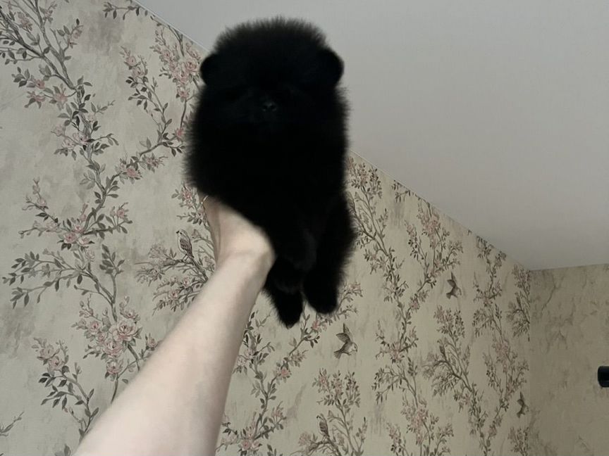 Шпиц, мини уголек