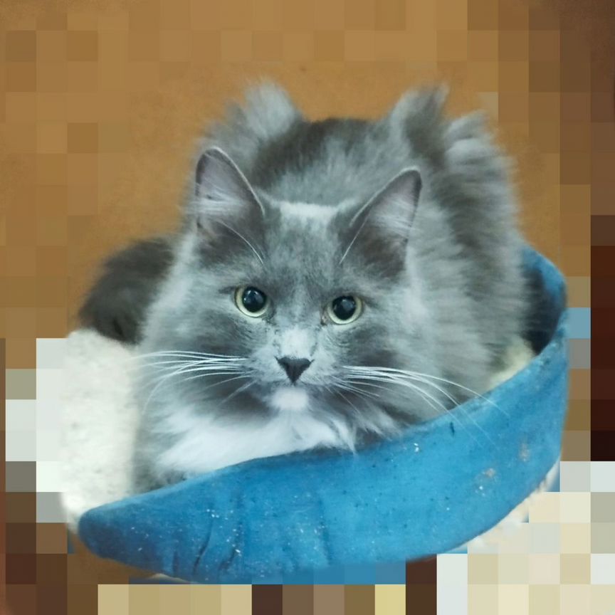 Молодой кот ищет дом