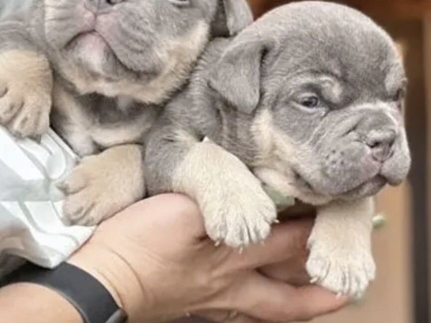 Американский булли дети