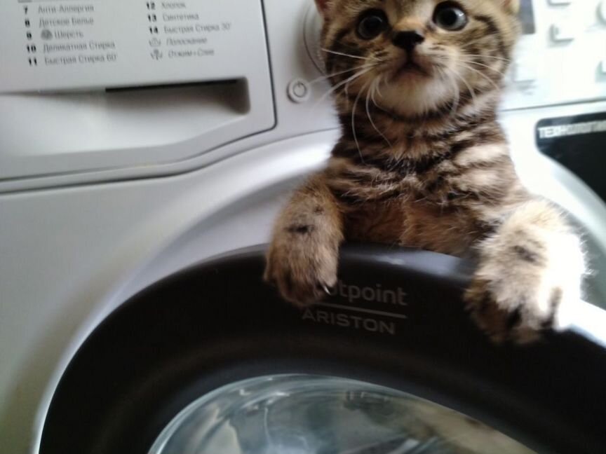 Продам котят