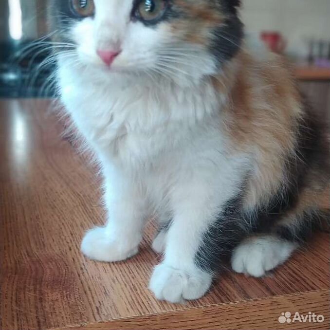 Трехцветочка в добрые руки