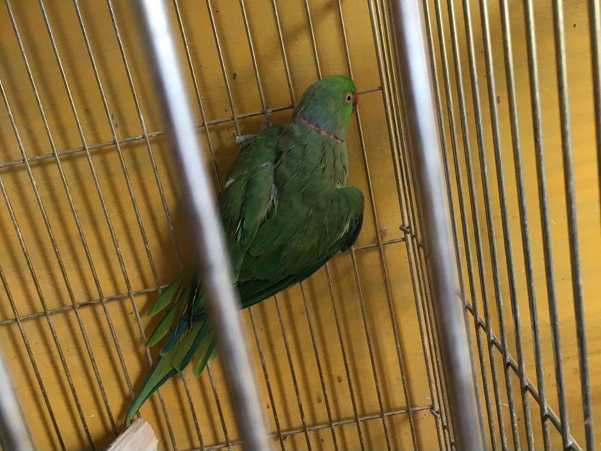 Ожереловый попугай