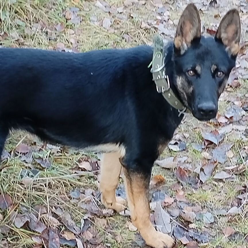 Немецкая овчарка, щенок