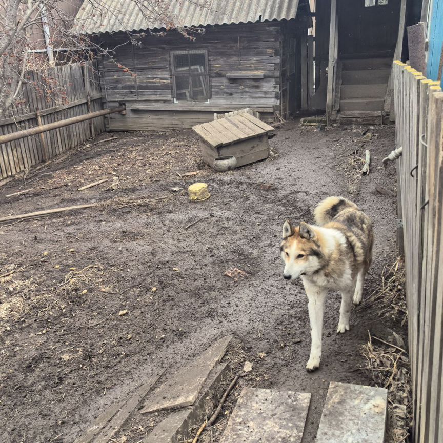 Домашние животные собаки щенки