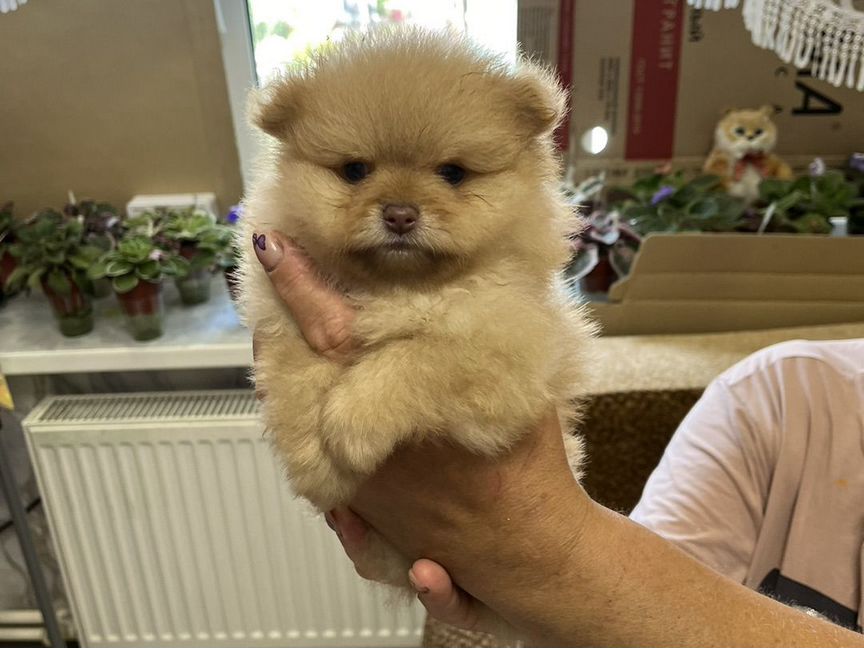 Померанский шпиц медвежьего типа