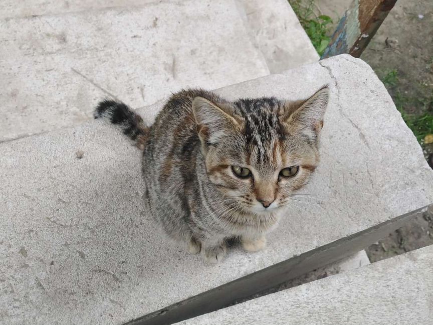 Отдам шотландскую кошку