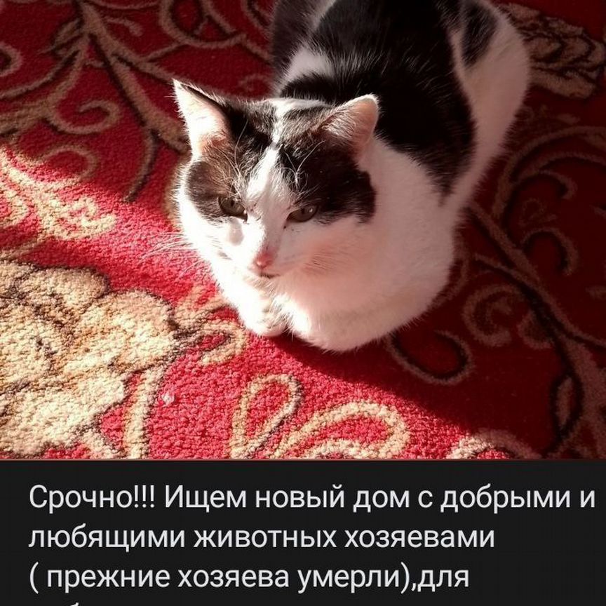 Ищем дом для кота