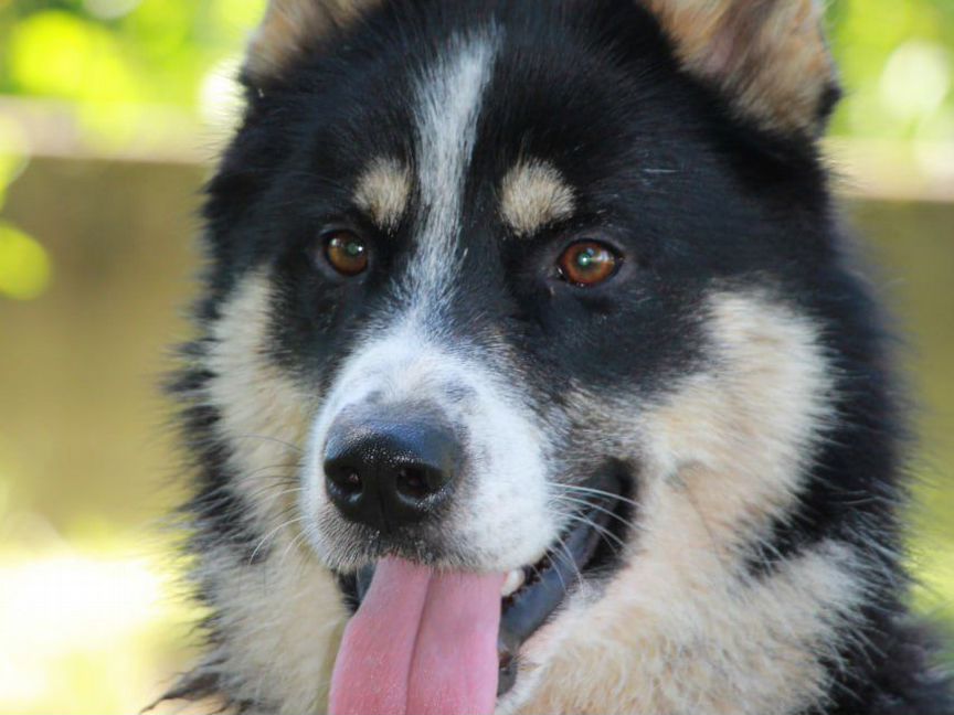 В добрые руки породистый кобель лайки