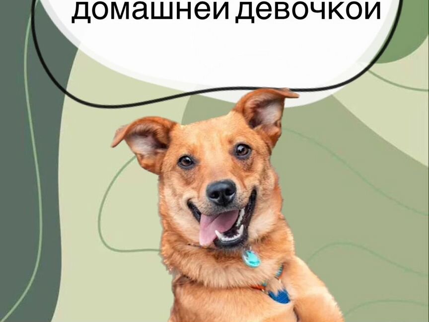 Маленькая собака в добрые руки