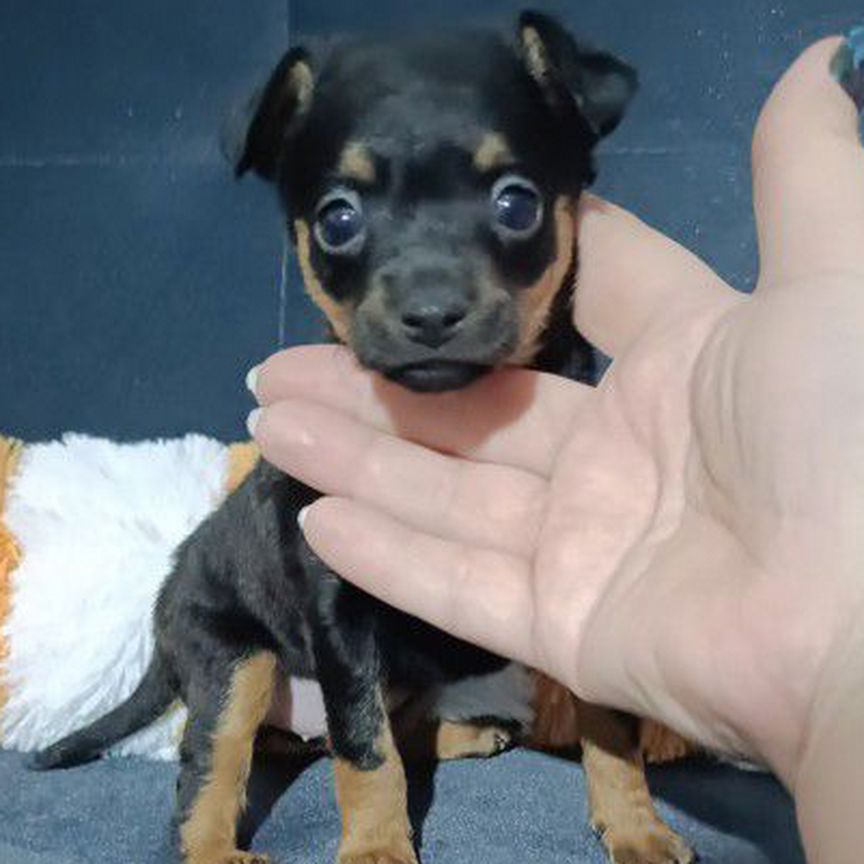 Русский той-терьер, щенок