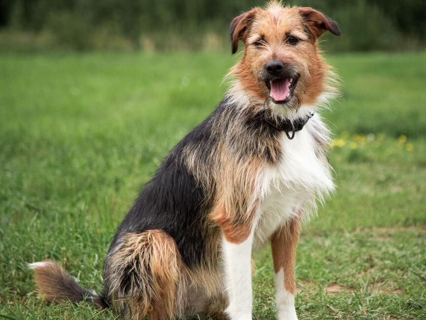 Собачка из приюта ищет дом