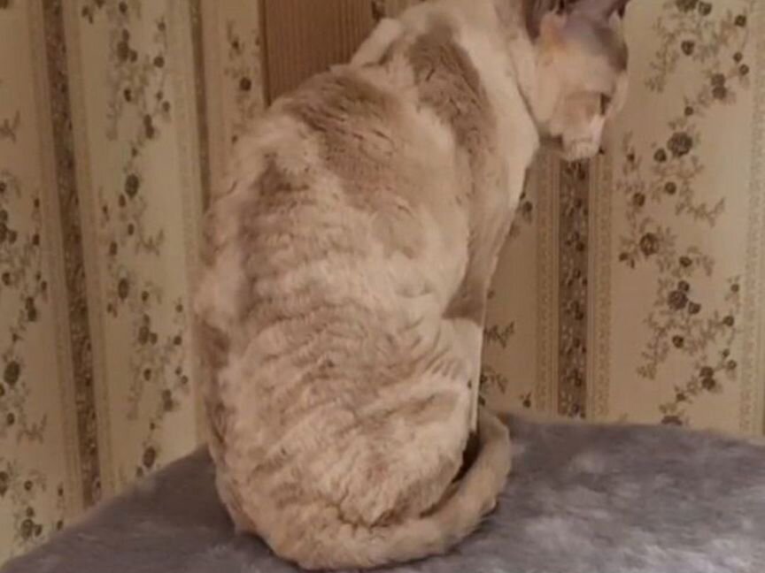 Кошечка корниш рекс